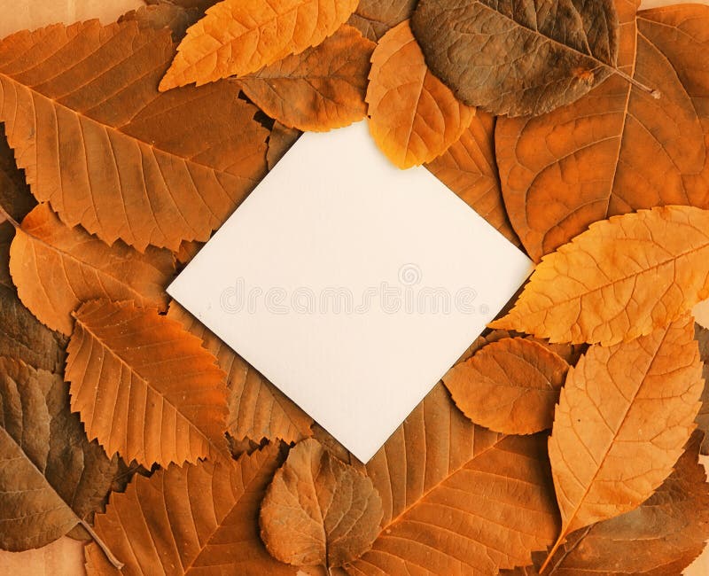 Background of Yellow Leaves with a Paper Form Stock Image - Image of ...