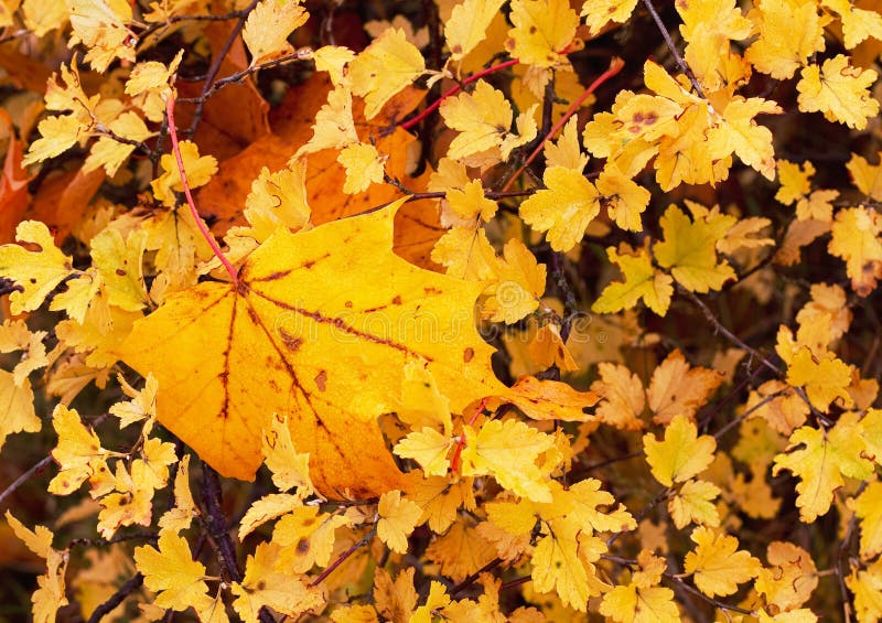 Background of Yellow Leaves. Stock Photo - Image of background ...