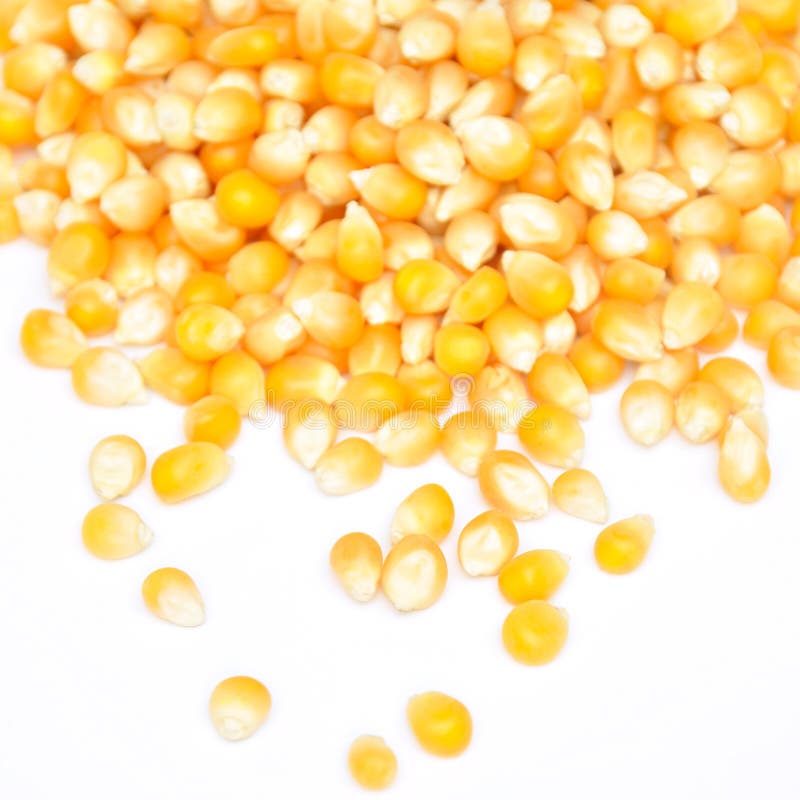 Background of Yellow Maize Corn Kernels Ready for Making Popcorn Stock ...