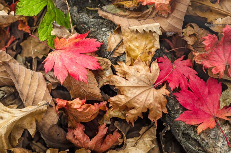 Background of Yellow and Red Dry Leaves Stock Photo - Image of green ...
