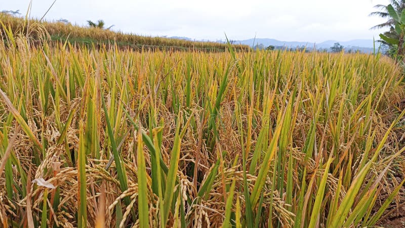 Background of Yellow Rice Fields Ready To Harvest Stock Image - Image ...