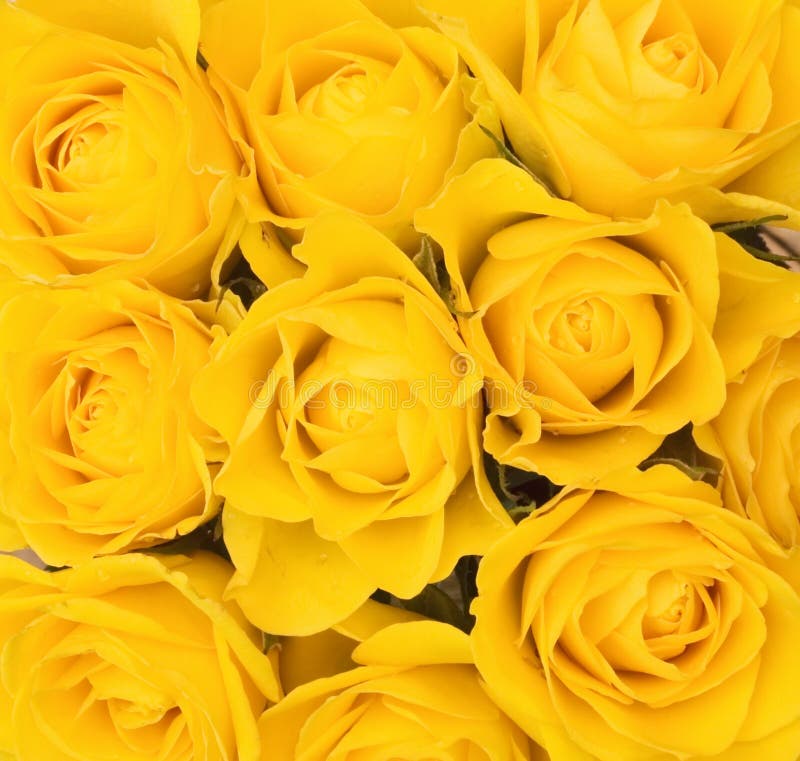 Background of yellow roses stock photo. Image of celebration - 1668120