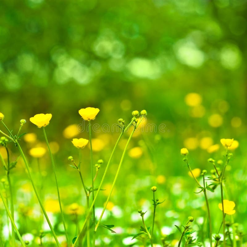 Background with Yellow Spring Flowers Stock Image - Image of design ...