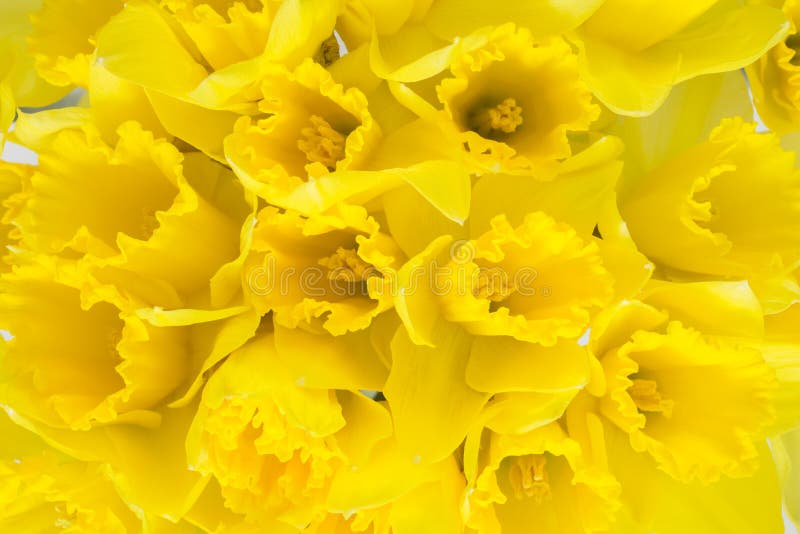 Background of Yellow Spring Flowers Stock Photo - Image of color ...