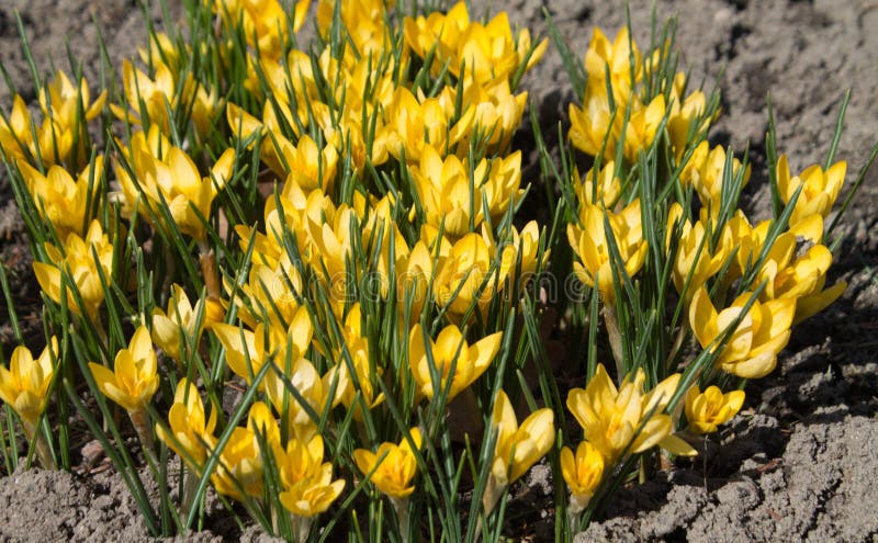The Background of Yellow Spring Flowers Crocuses Stock Photo - Image of ...
