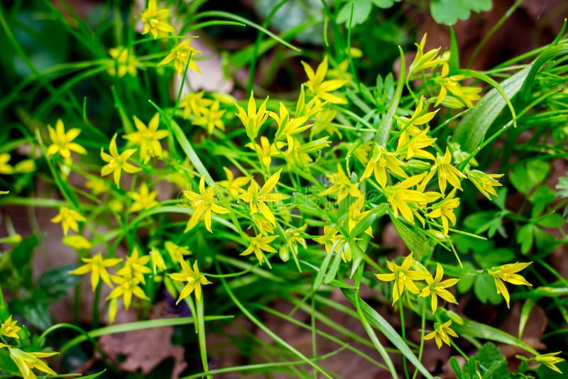 Background of Yellow Spring Flowers. First Spring Flowers in the Woods ...