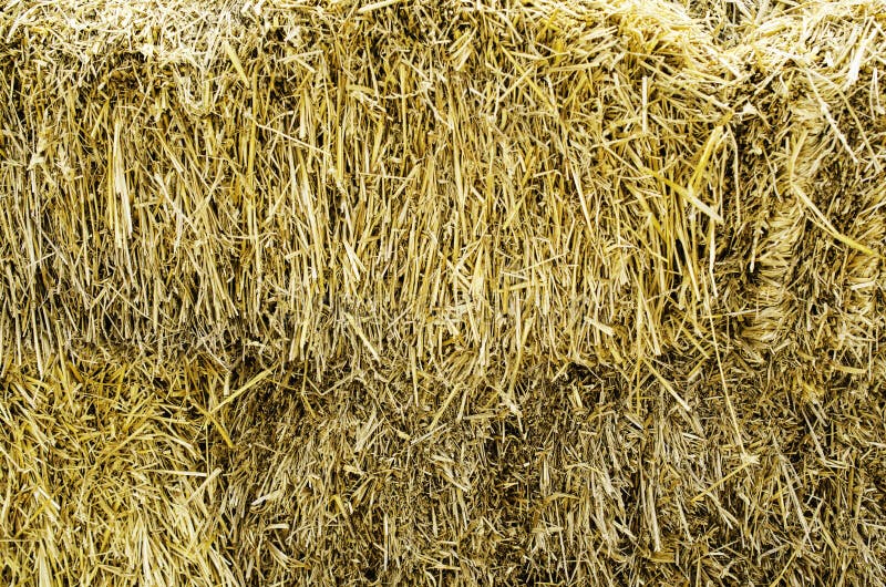 Background. Yellow straw stock image. Image of outdoor - 71115165