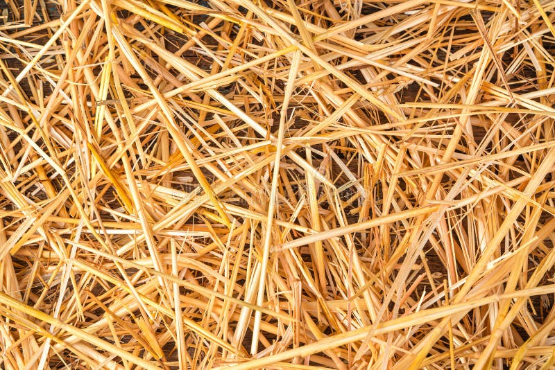 Background with Yellow Straw. Top View Stock Photo - Image of ...