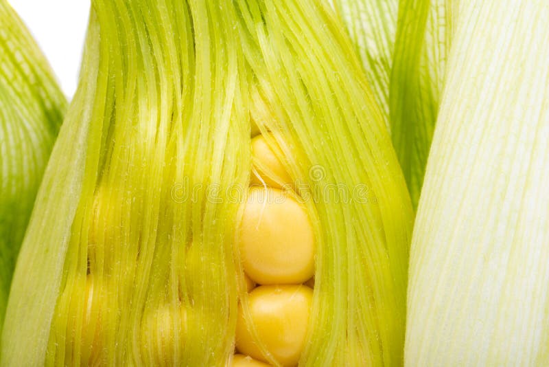 Background of Young Corn Close Up Stock Photo - Image of maize, sweet ...