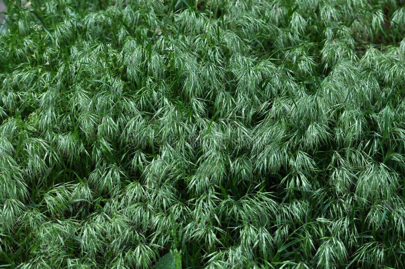 Background of Young Grass Inflorescence_3 Stock Photo - Image of green ...