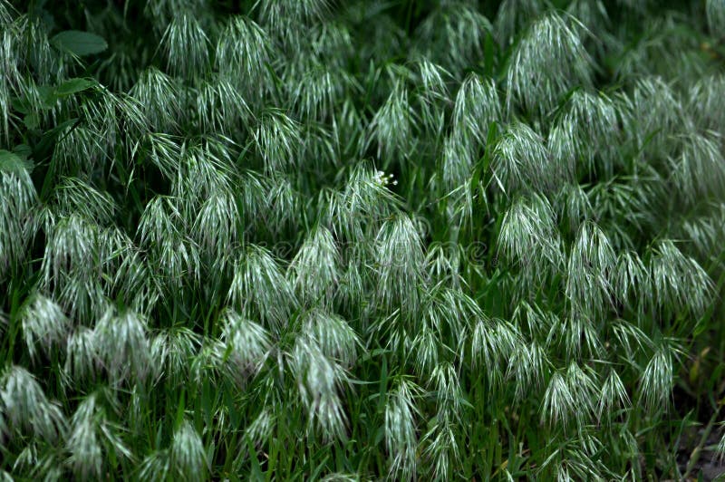 Background of Young Grass Inflorescence Stock Image - Image of spring ...