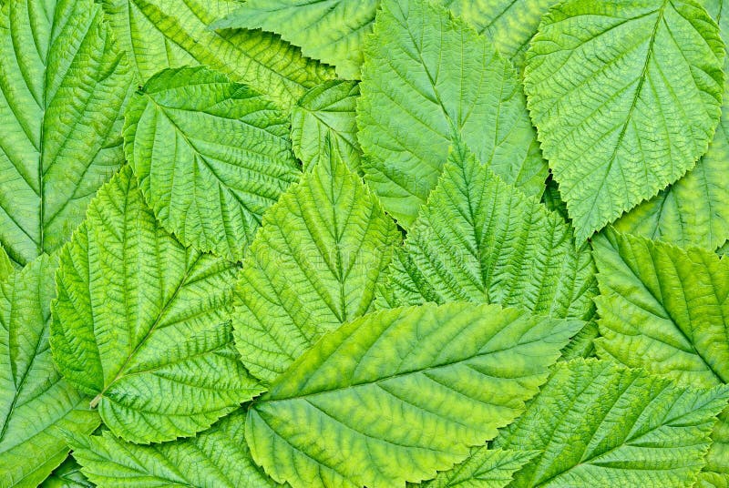 Background of the Young,green,fresh Leaves Stock Photo - Image of fresh ...