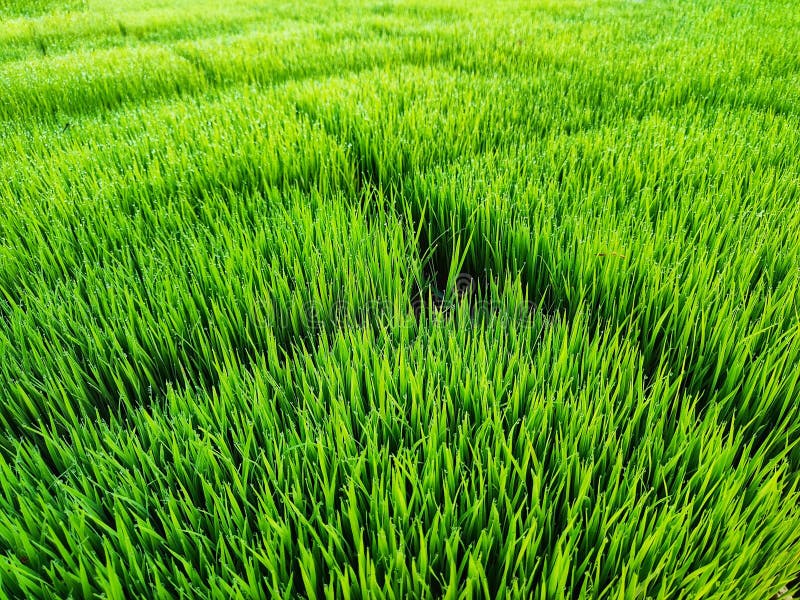 Background of Young Green Rice Seeds Planted in Rice Fields Stock Image ...