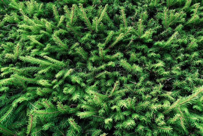 Background of Young Green Spruce Stock Photo - Image of green ...