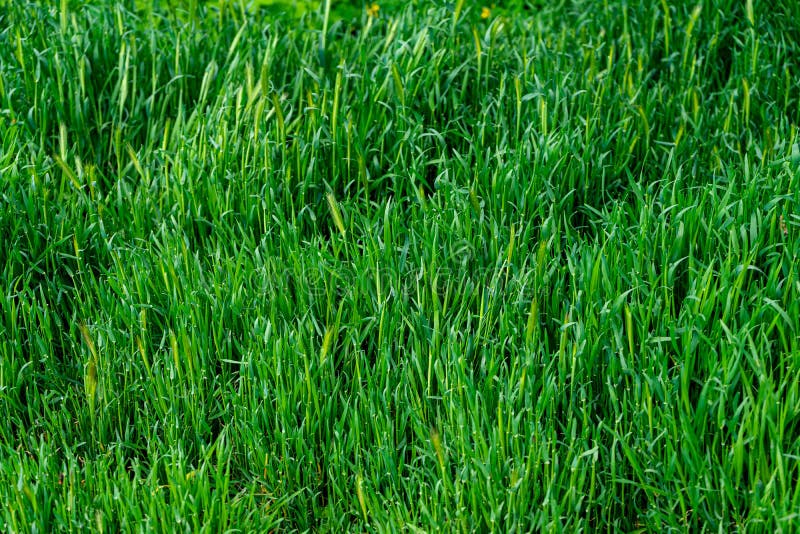 Background of Young, Large and Lush Green Grass Stock Photo - Image of ...