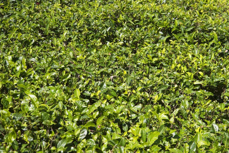Background from Young Leaves of Ceylon Tea Stock Photo - Image of green ...