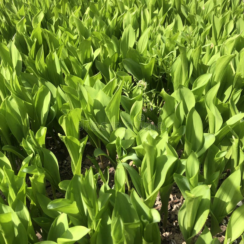 Background Young Lily Shoots in Early Spring Stock Photo - Image of ...