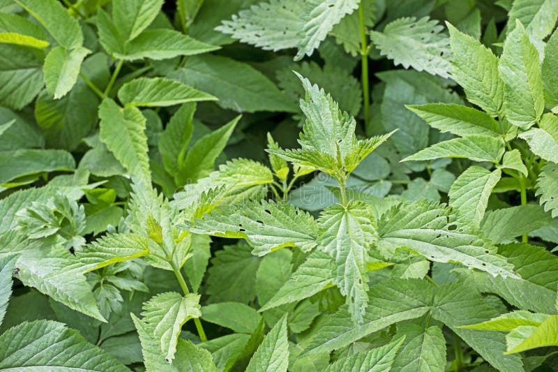 Background of Young Nettle and Hemp. Stock Photo - Image of protein ...