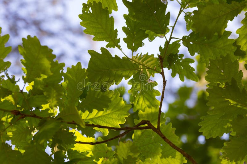 Background of Young Oak Leaves on Branches Stock Photo - Image of ...