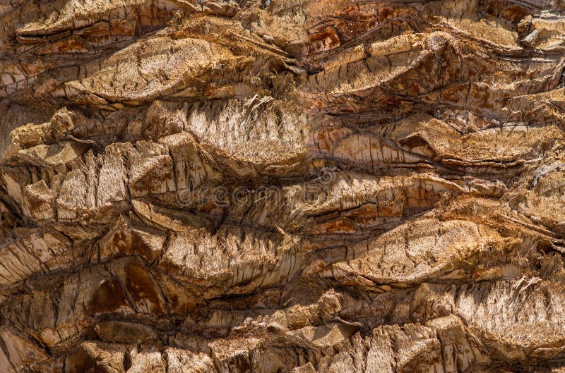 Backgroundon the Basis Texture of Bark of the Date Palm Stock Image ...