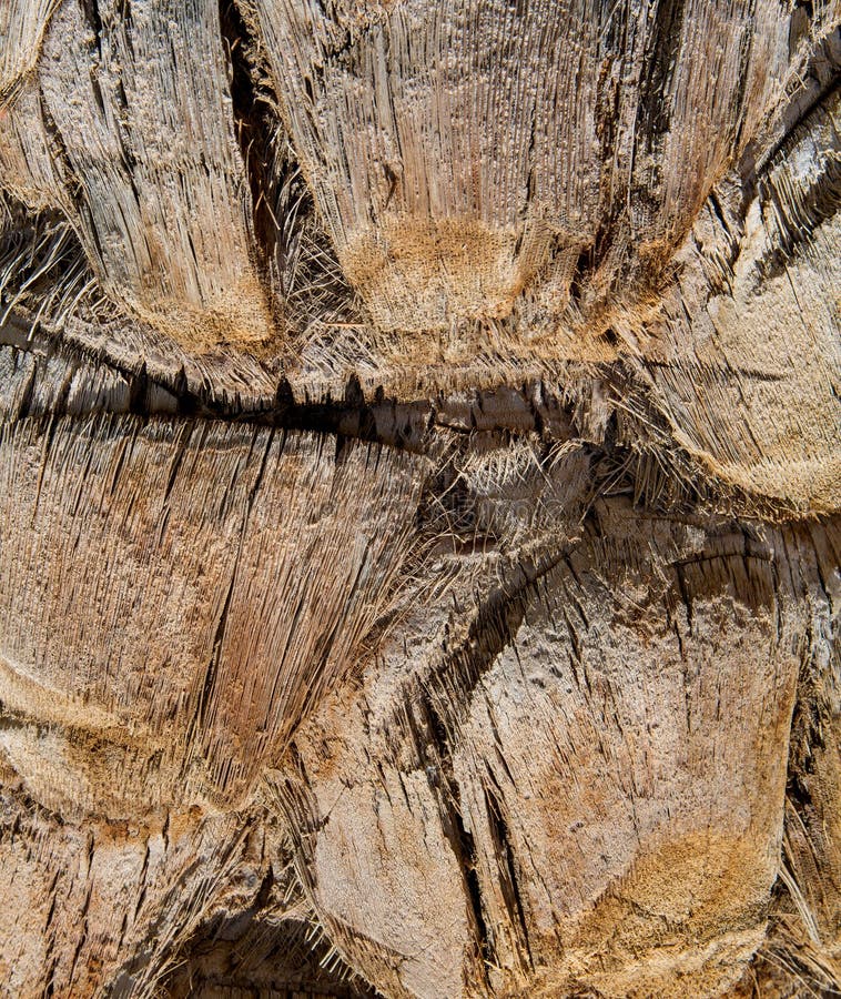 Backgroundon the Basis Texture of Bark of the Date Palm Stock Image ...