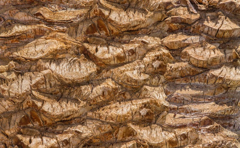 Backgroundon the Basis Texture of Bark of the Date Palm Stock Photo ...
