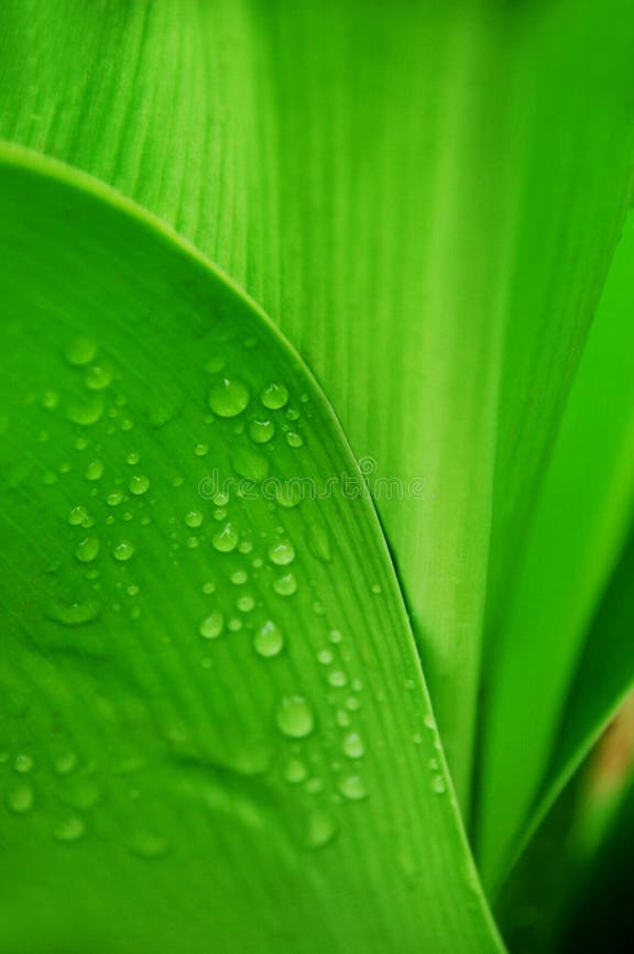 Zoom Backgrounds Green Screen Stock Photos - Free & Royalty-Free Stock ...