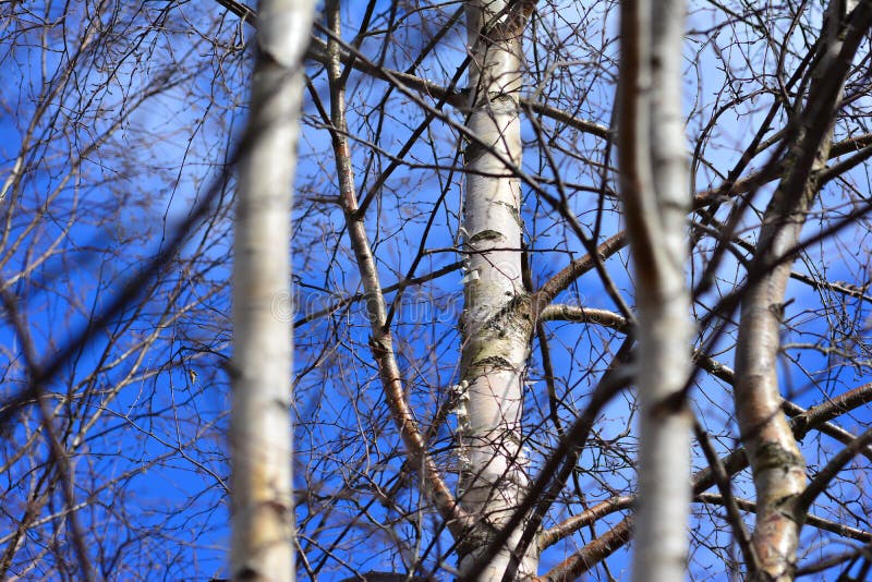 Backgrounds Birches in Spring Stock Photo - Image of water, forest ...