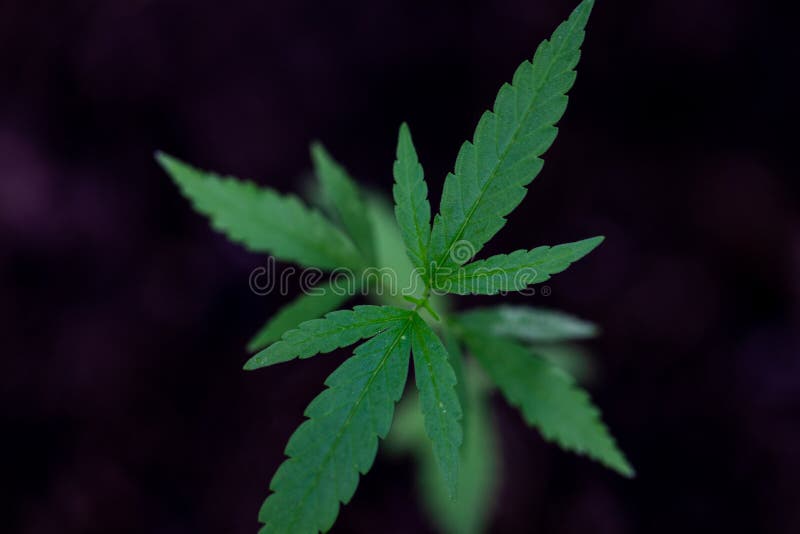 Cannabis Trees are Growing on the Ground, Used To Study the Treatment ...