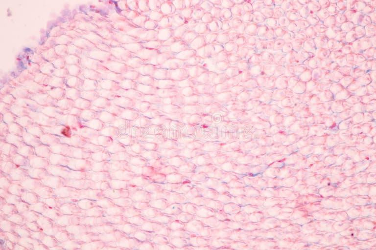 Human Nervous System Under the Microscope in Lab. Stock Image - Image ...