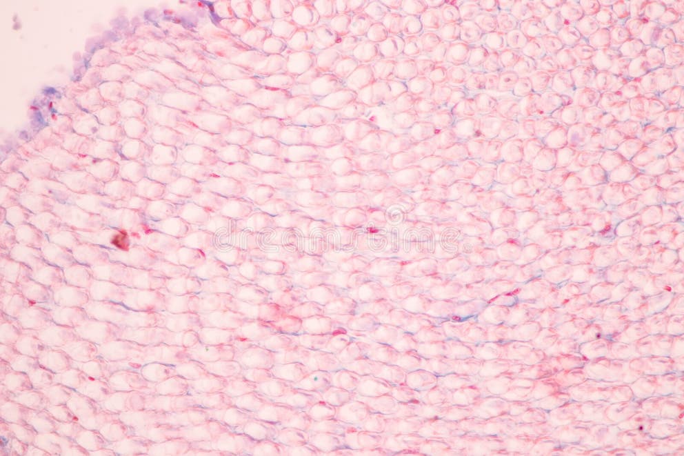 Human Nervous System Under the Microscope in Lab. Stock Image - Image ...