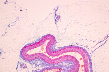 Human Nervous System Under the Microscope in Lab. Stock Image - Image ...