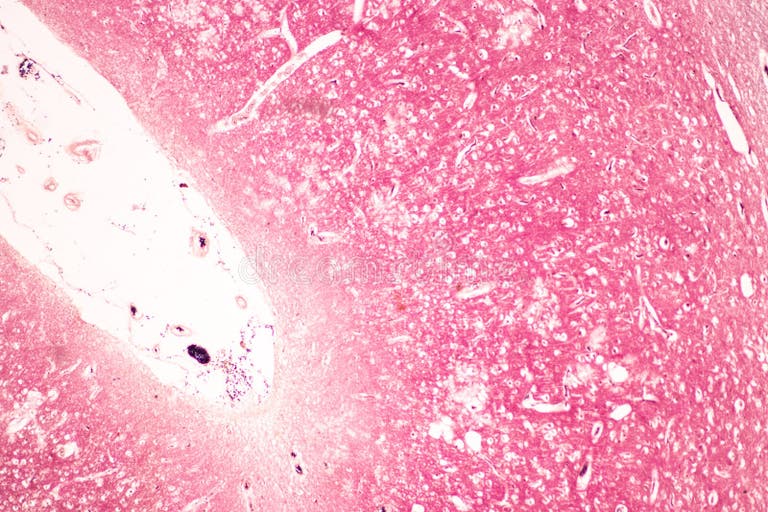 Human Nervous System Under the Microscope in Lab. Stock Photo - Image ...