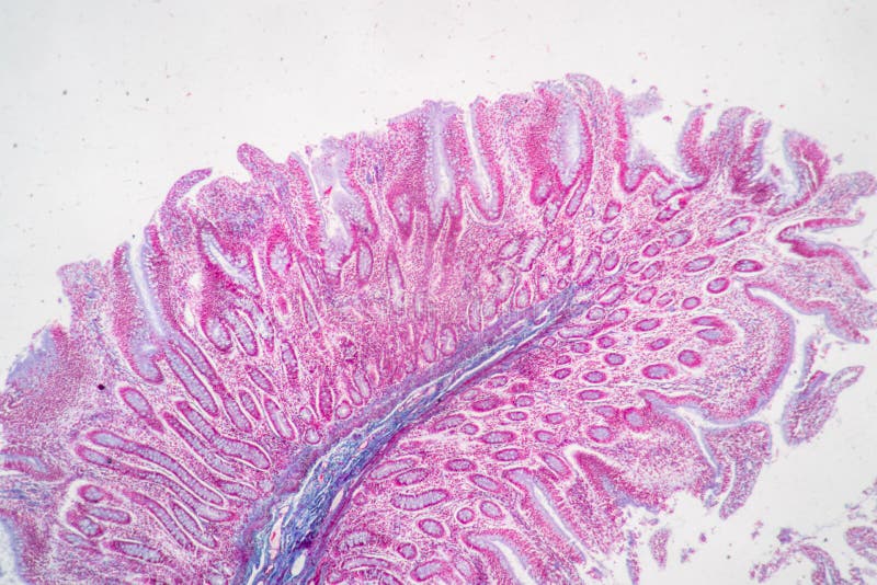 Tissue of Stomach Human, Small Intestine Human, Pancreas Human and ...