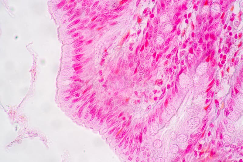 Tissue of Stomach Human, Small Intestine Human, Pancreas Human and ...