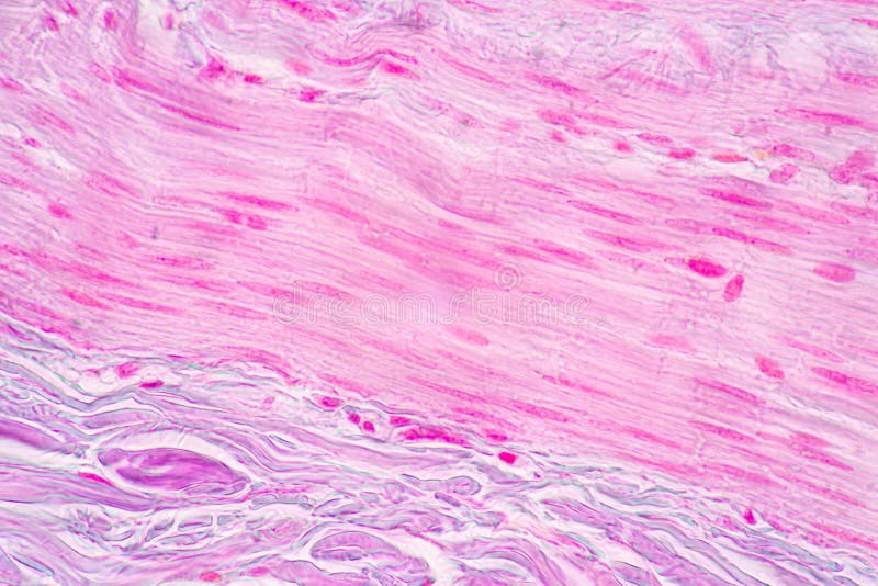 Tissue of Stomach Human, Small Intestine Human, Pancreas Human and ...