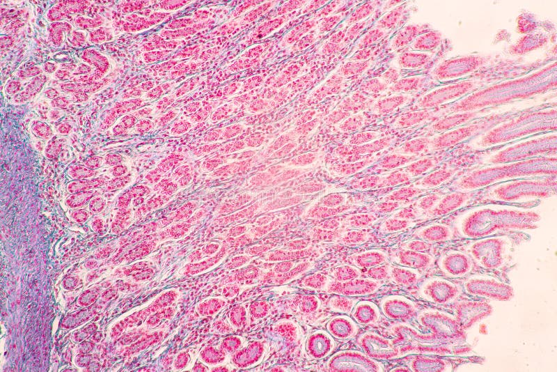 Tissue of Stomach Human, Small Intestine Human, Pancreas Human and ...