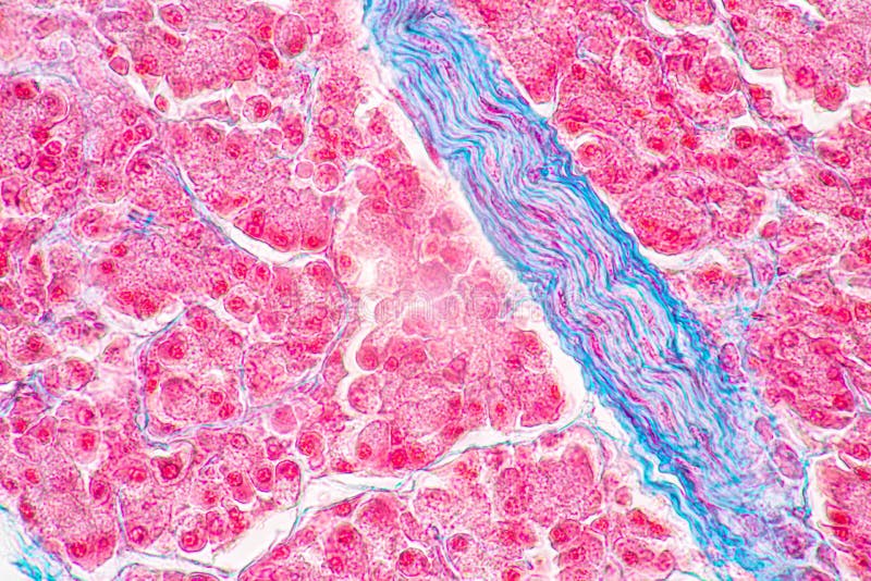 Tissue of Stomach Human, Small Intestine Human, Pancreas Human and ...