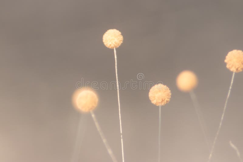 Colony Characteristics of Mold Under the Microscope. Stock Photo ...