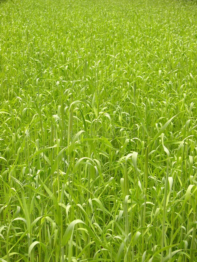Backgrounds-grass stock image. Image of light, hedge, botany - 2790657