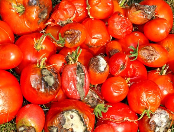 Backgrounds of Many Rotten Red Tomatoes Stock Photo - Image of throw ...