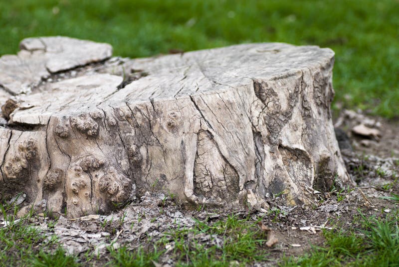 Backgrounds of old stump stock photo. Image of backgrounds - 27861784