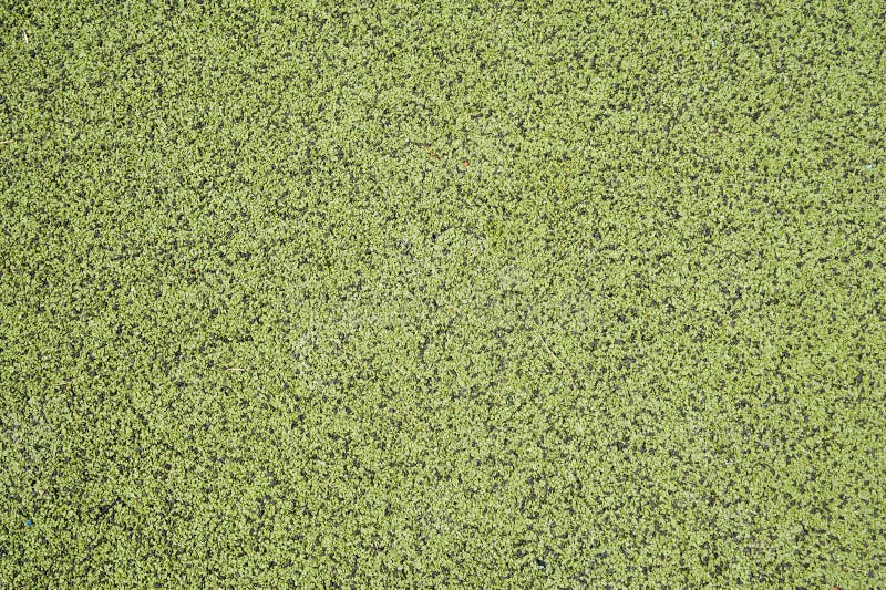 Backgrounds of rubber wall stock photo. Image of material - 21588864