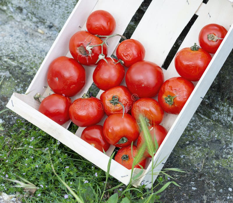 Backgrounds Set Rotten Red Tomatoes Stock Photos - Free & Royalty-Free ...