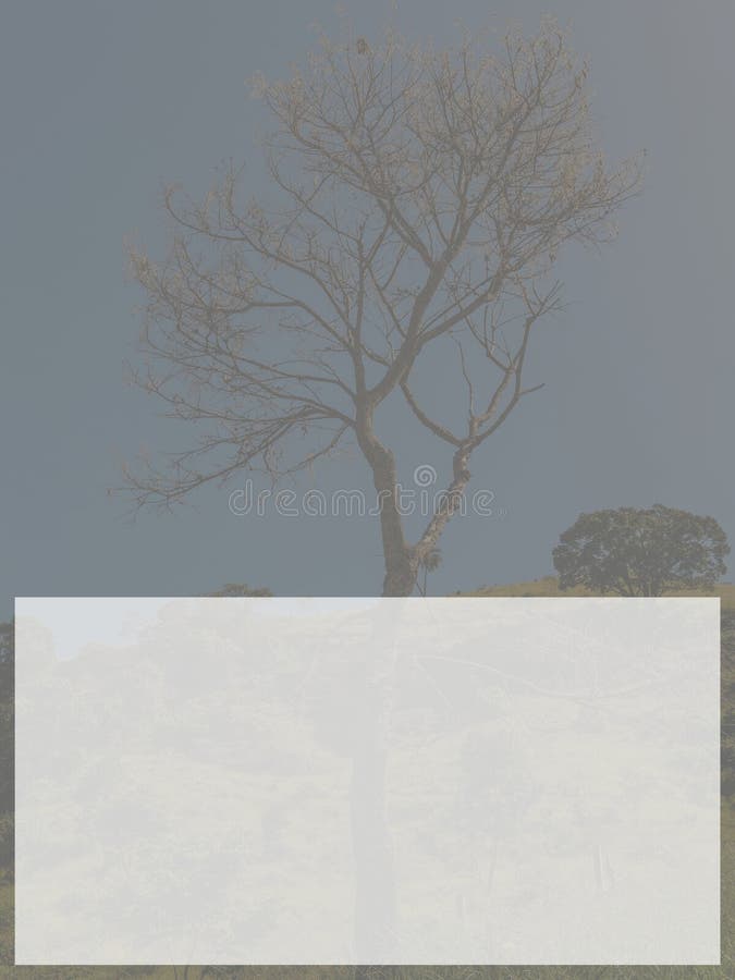 Backgrounds Suitable for Making Posters about Nature Stock Photo ...