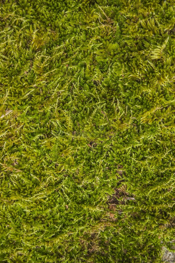 Backgrounds, Textured, Moss Stock Photo - Image of organic, structures ...