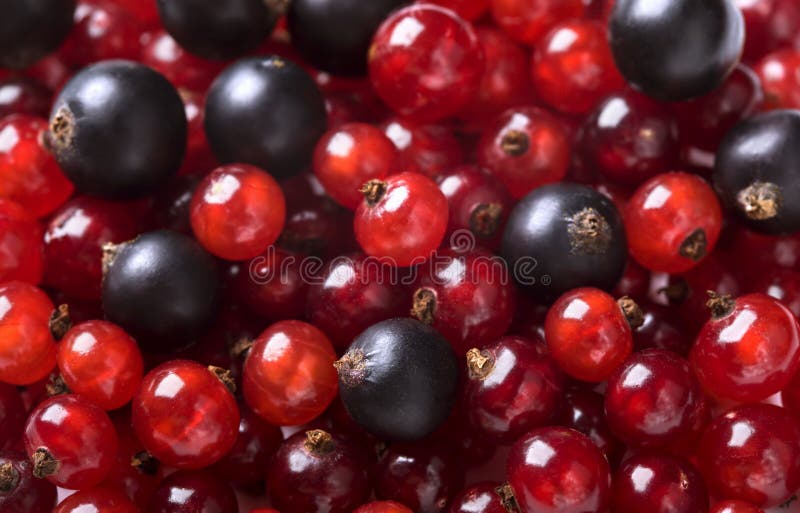 Backgroung De Groseille Rouge Et De Cassis Photo stock - Image du ...