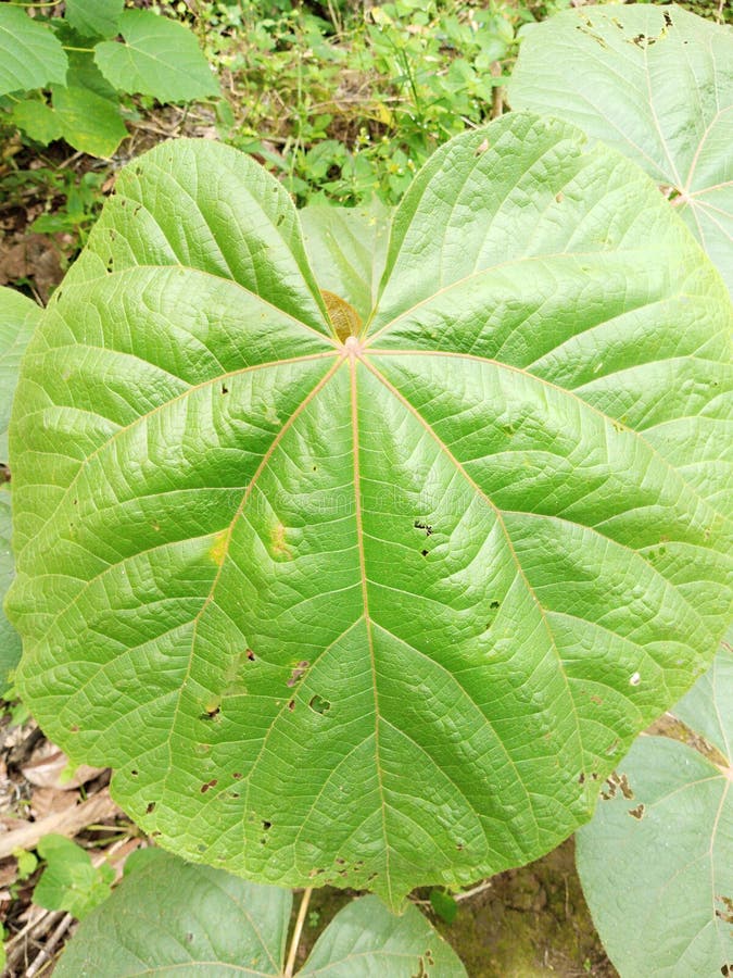 Dadap Leaves from Indonesia Stock Photo - Image of grenn, indonesia ...