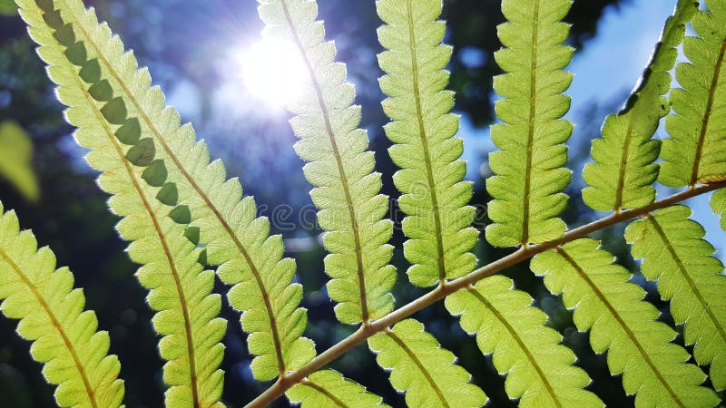 Backlight stock photo. Image of backlight, tropical - 116448822