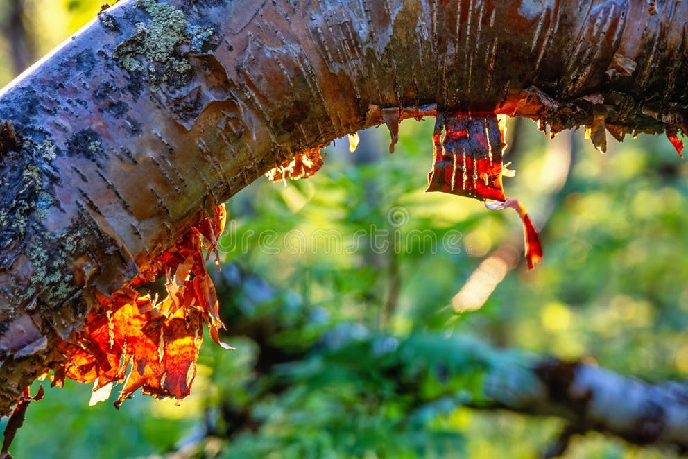 Backlight Birch Bark on a Tree Branch in a Forest Stock Image - Image ...